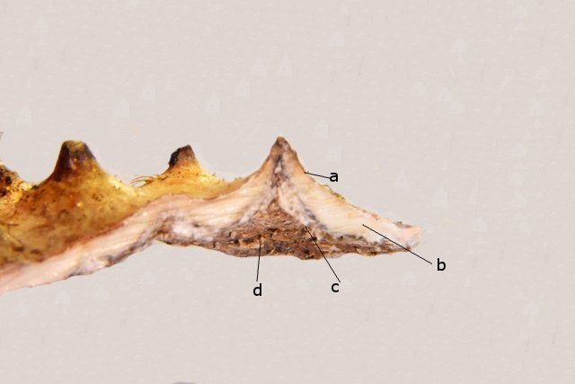 Carapace comparaison carapace du crabe et de la tortue d’eau Première ...